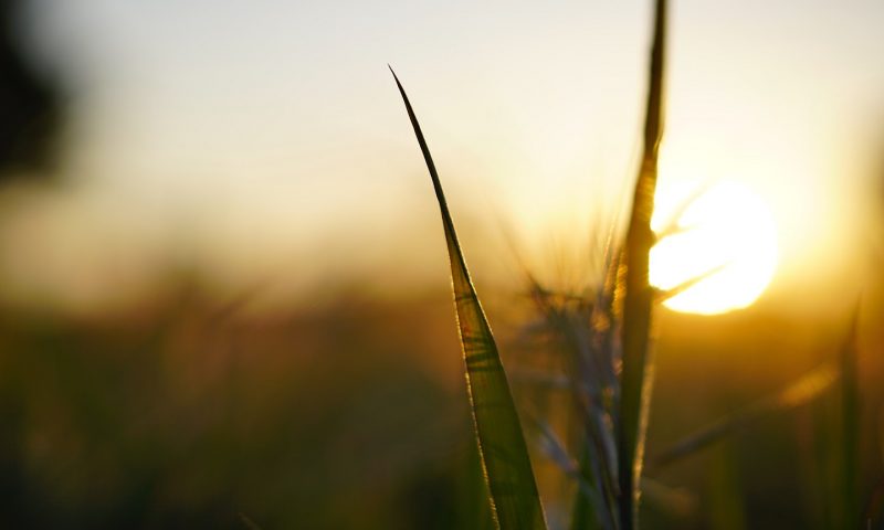 Poetry Archives - The Bangalore Review