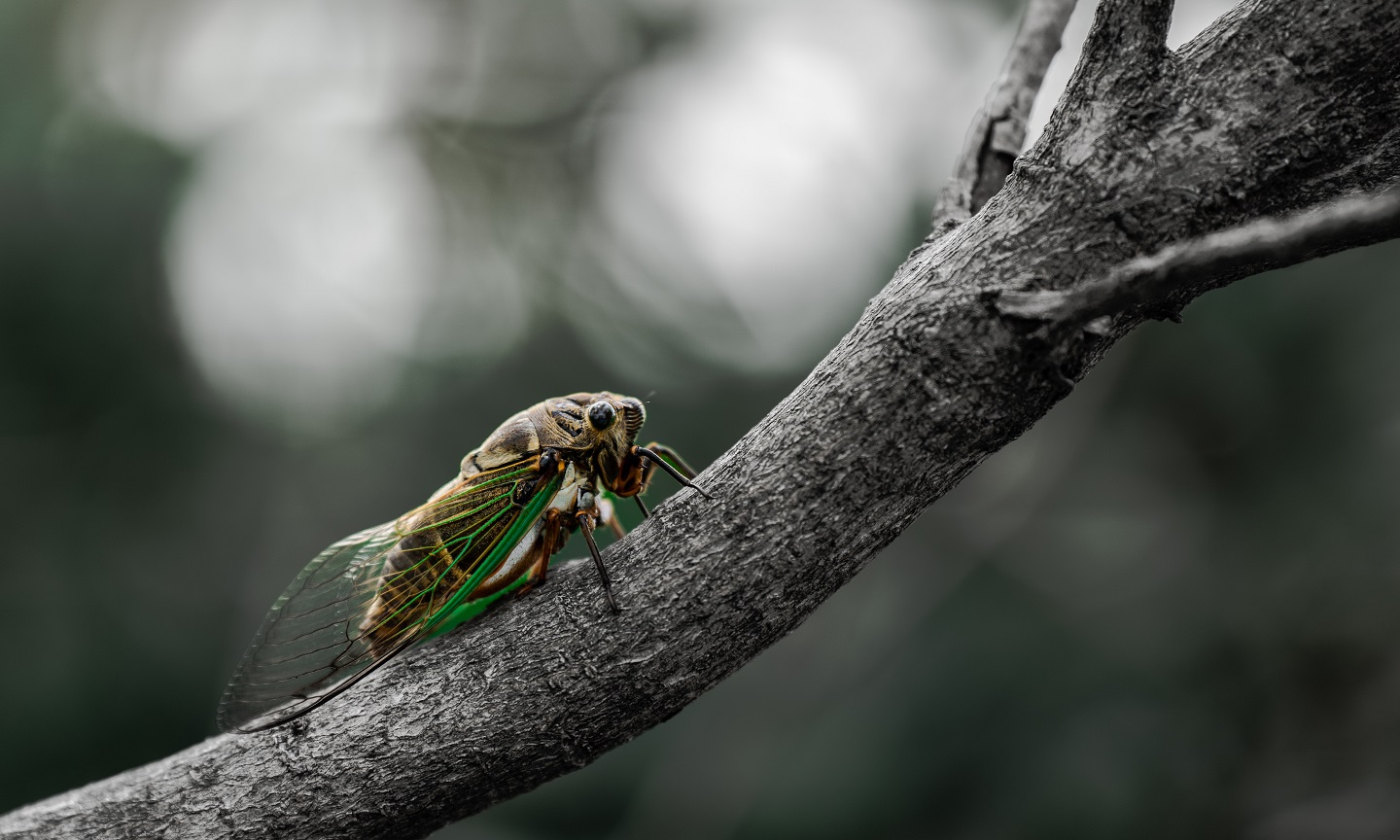 Cicada Song - The Bangalore Review