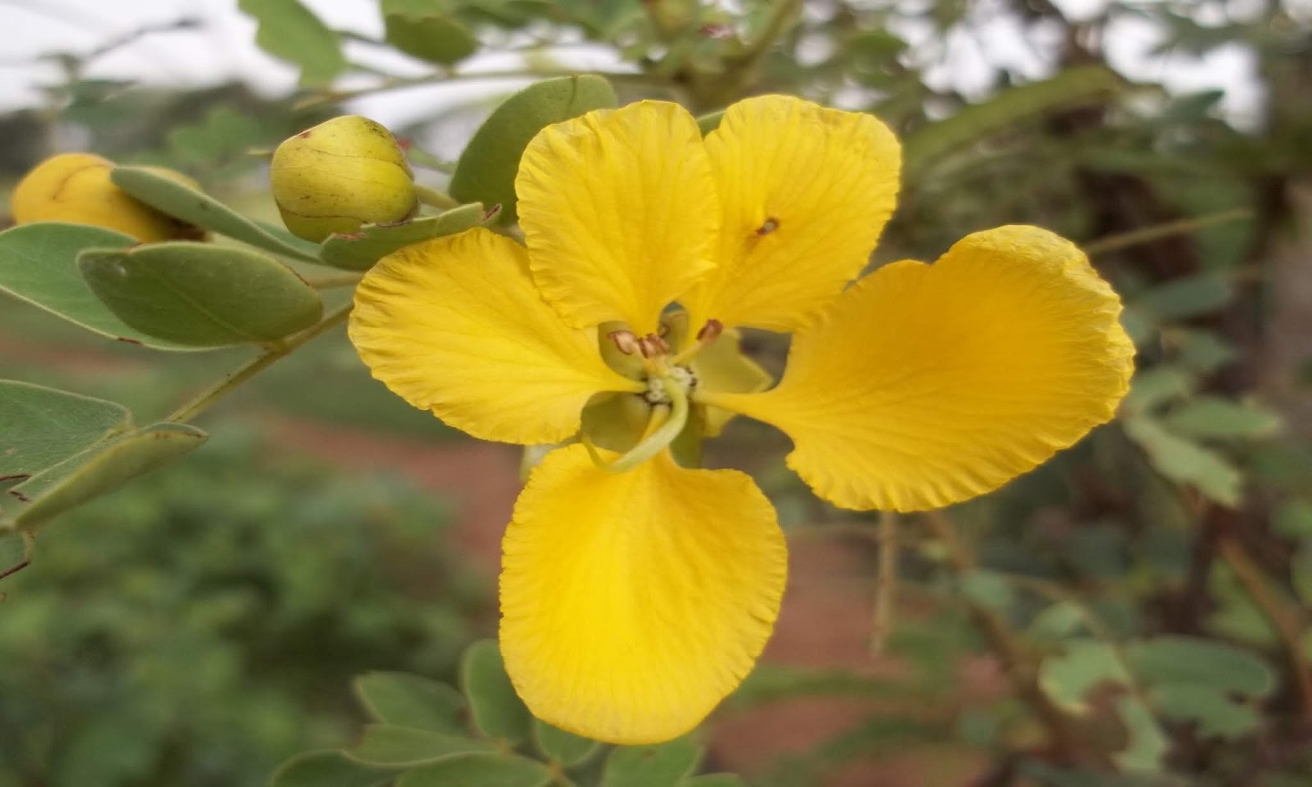 Justice for my Mother Tongue - The Bangalore Review